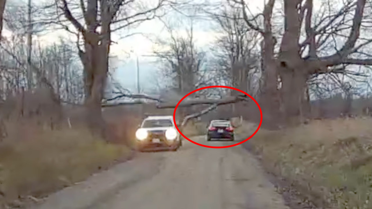 Tree falls on a Tesla Model 3 glass roof, occupants walk away without ...