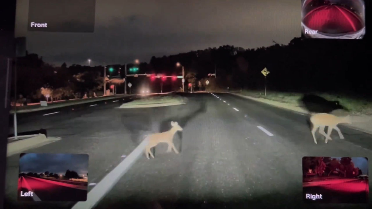 Tesla Autopilot FSD saves the lives of baby and momma deer (dashcam ...
